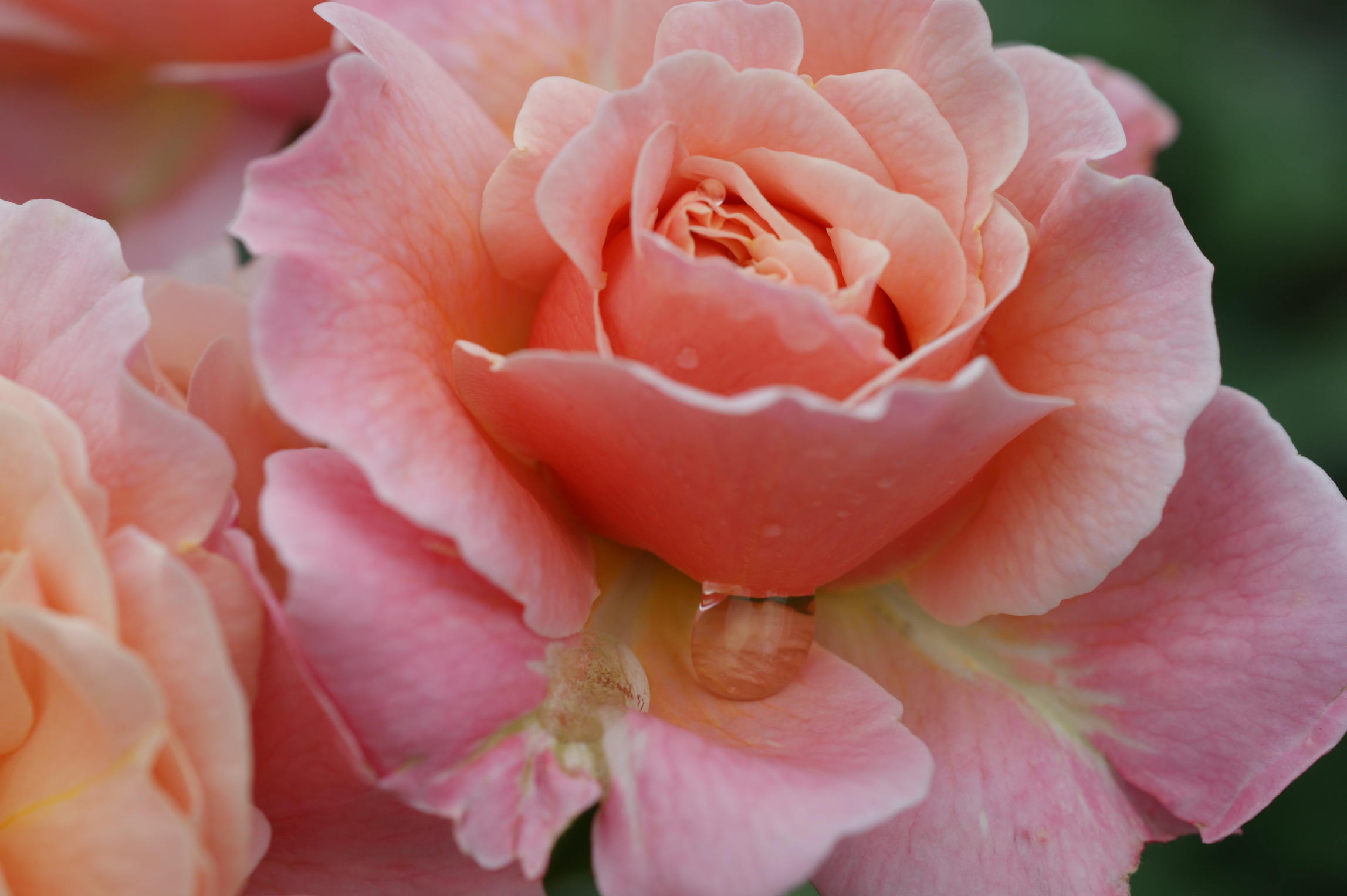 bluete_rose_rosa_wassertropfen – Blütenart